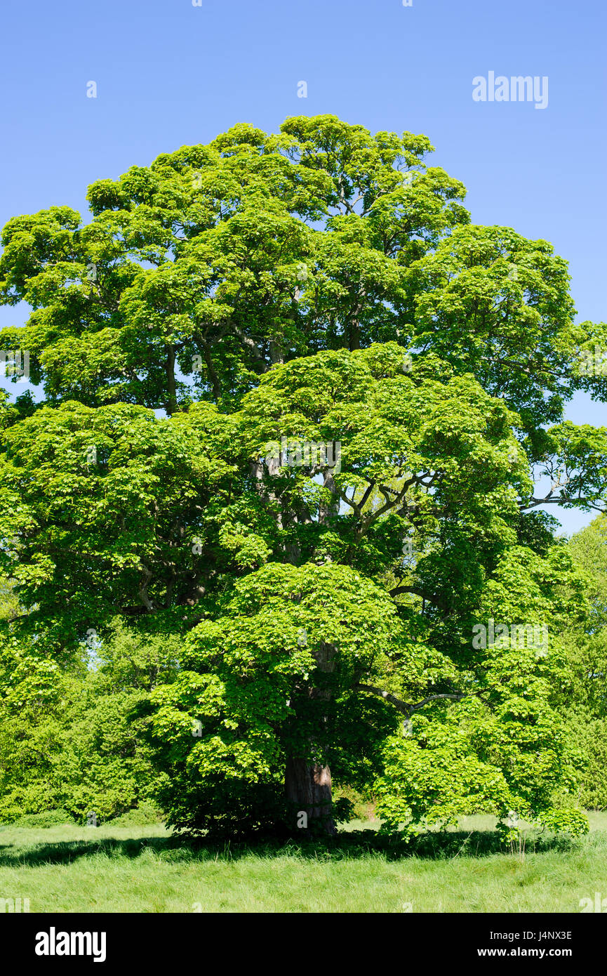 Sycamore tree blossom hi-res stock photography and images - Alamy