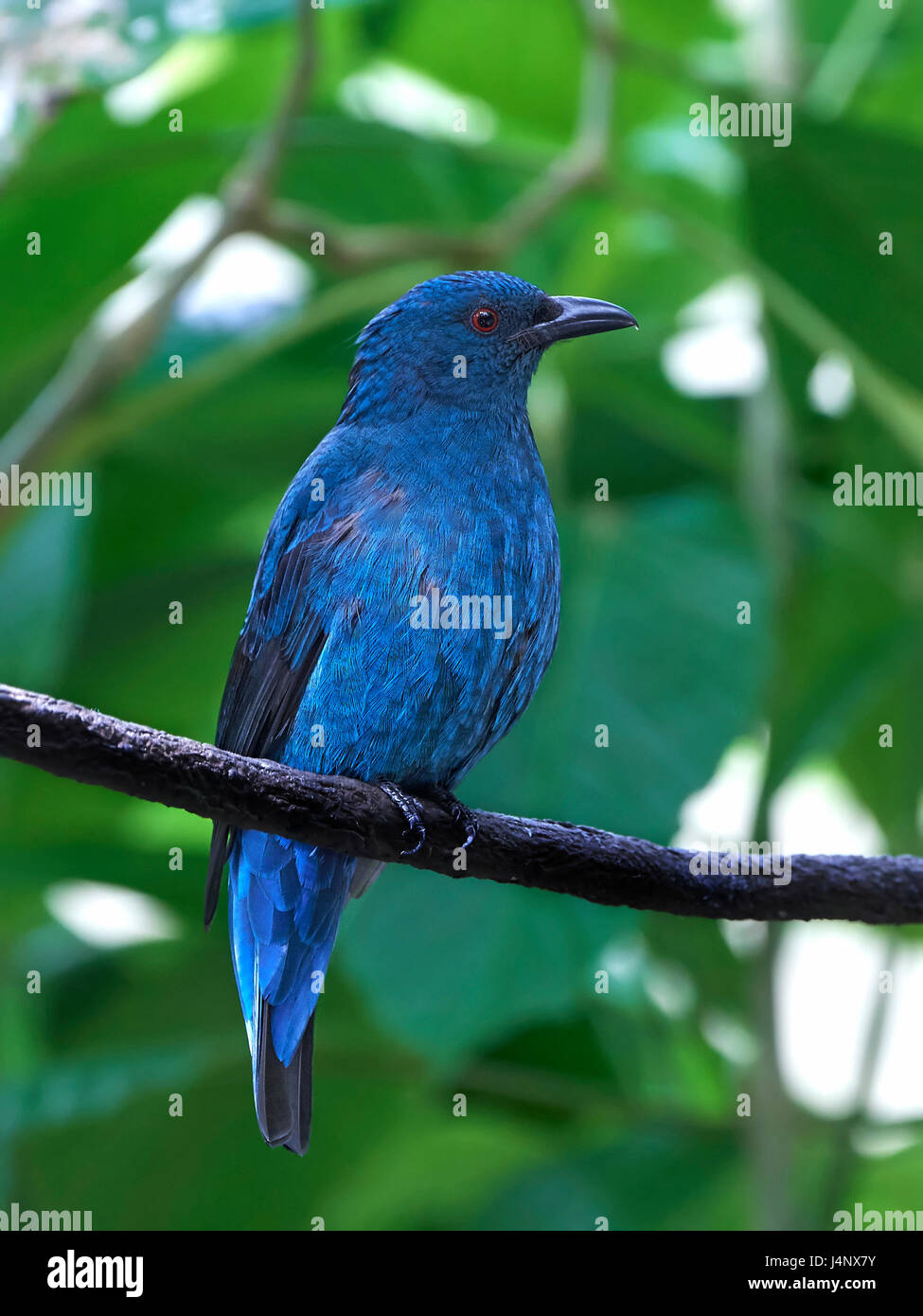 Asian fairy-bluebird resting on a branch in its habitat Stock Photo - Alamy