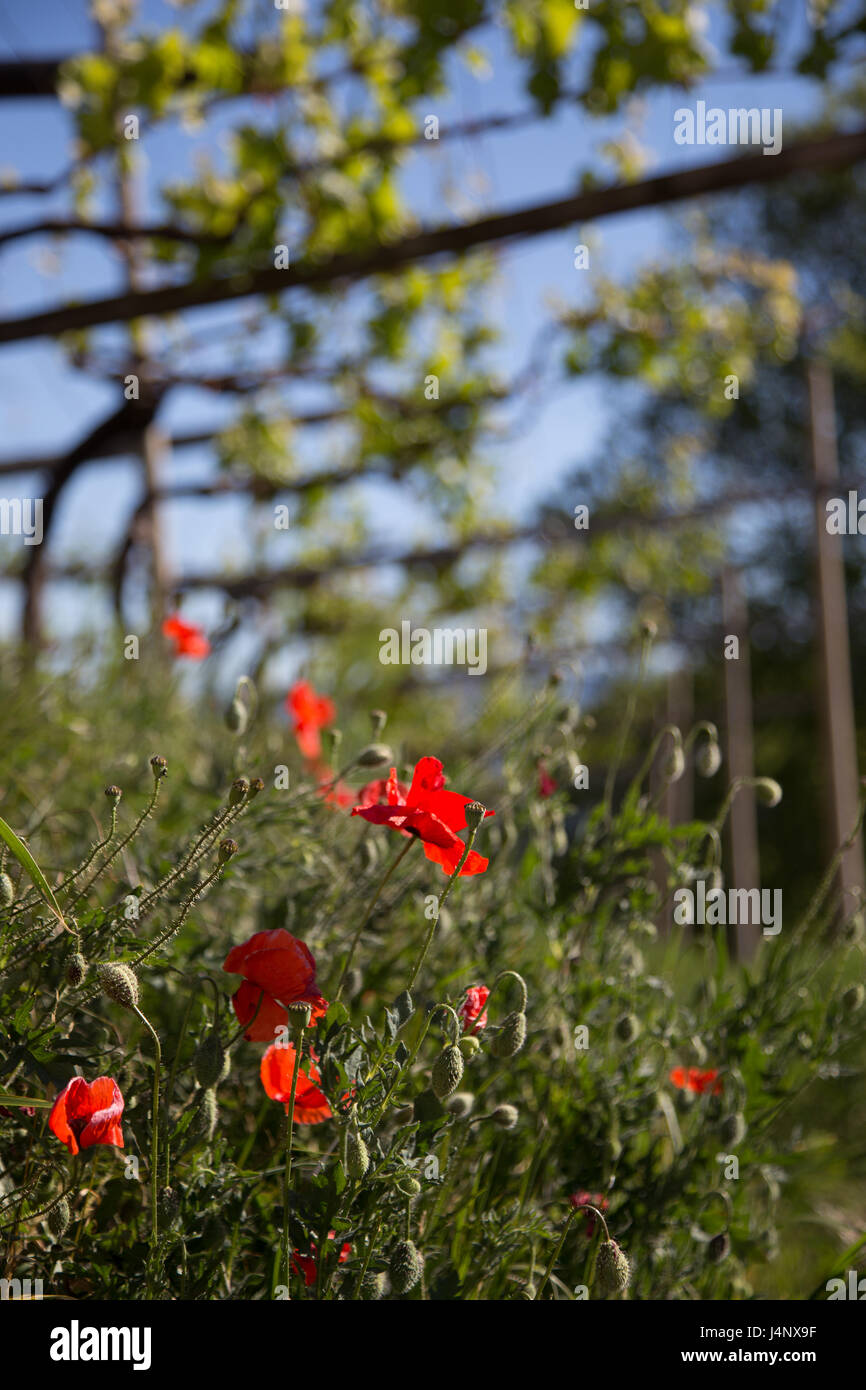 Red Poppy under the Wine Stock Photo - Alamy