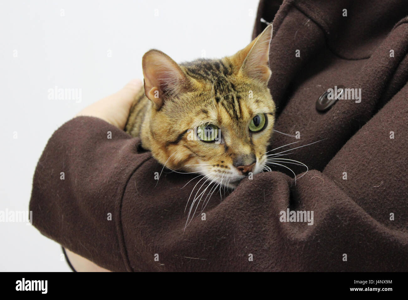 A sick breed cat toyger in the hands of the owner. It is brought for ...