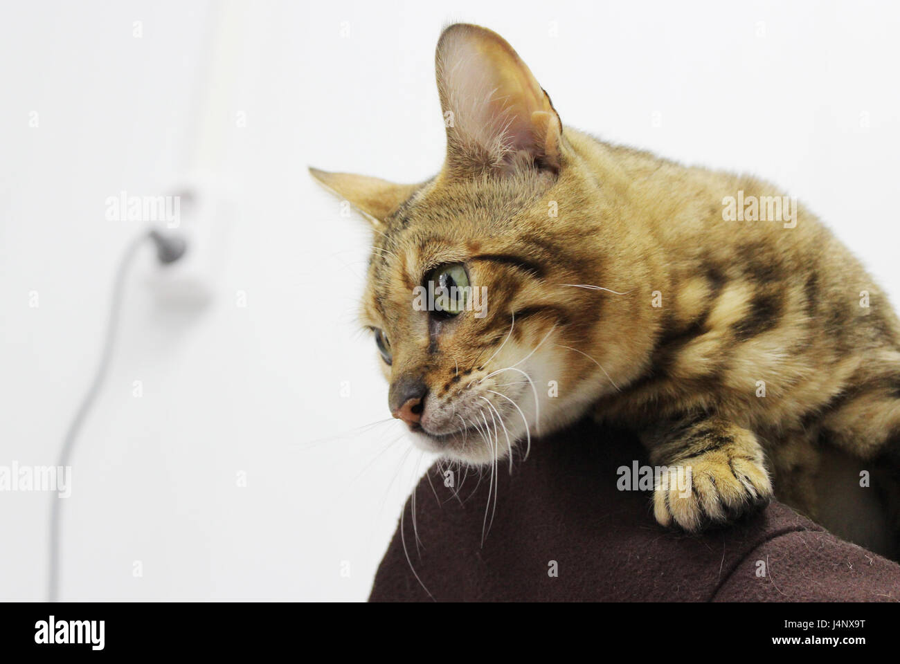 A sick breed cat toyger in the hands of the owner. It is brought for ...