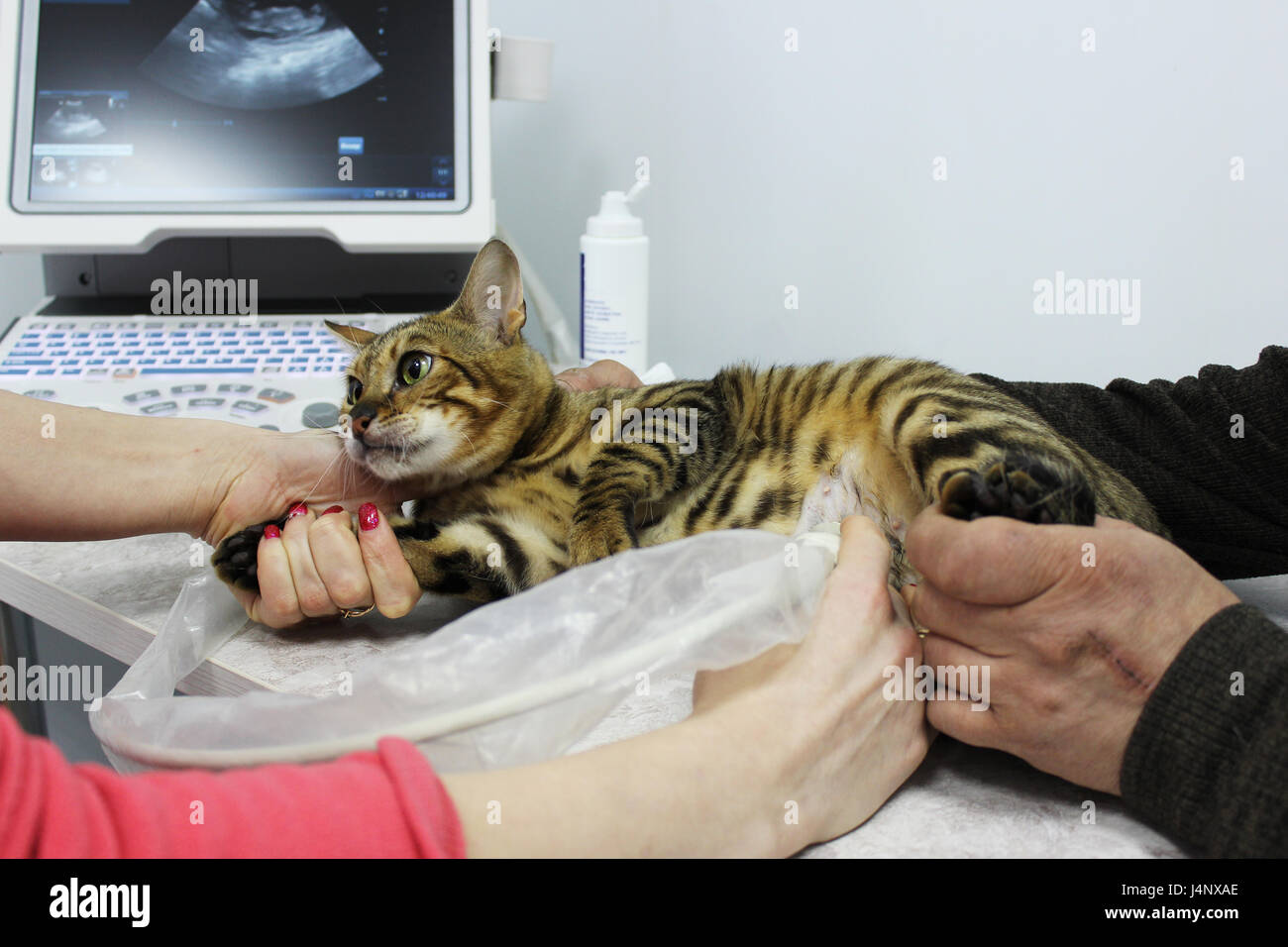 Uterus of a cat hi-res stock photography and images - Alamy