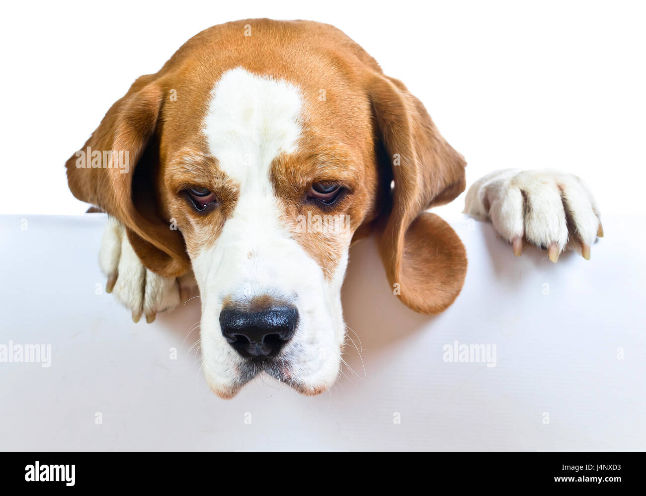 The head and paws of a Beagle, isolated on a white background Stock ...