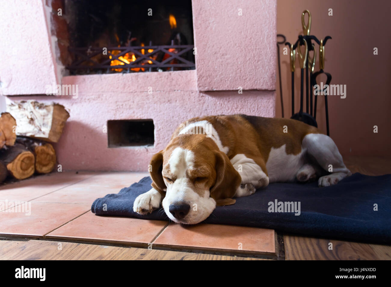 Beagle is resting on the floor near the old fireplace . Fireplace with ...