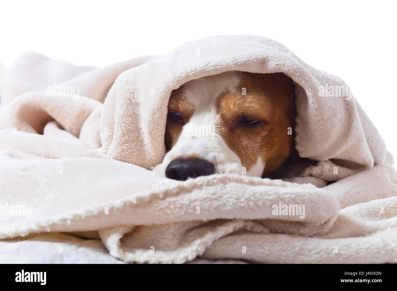 Sad sick dog under a blanket. Beagle on a bed isolated on white ...