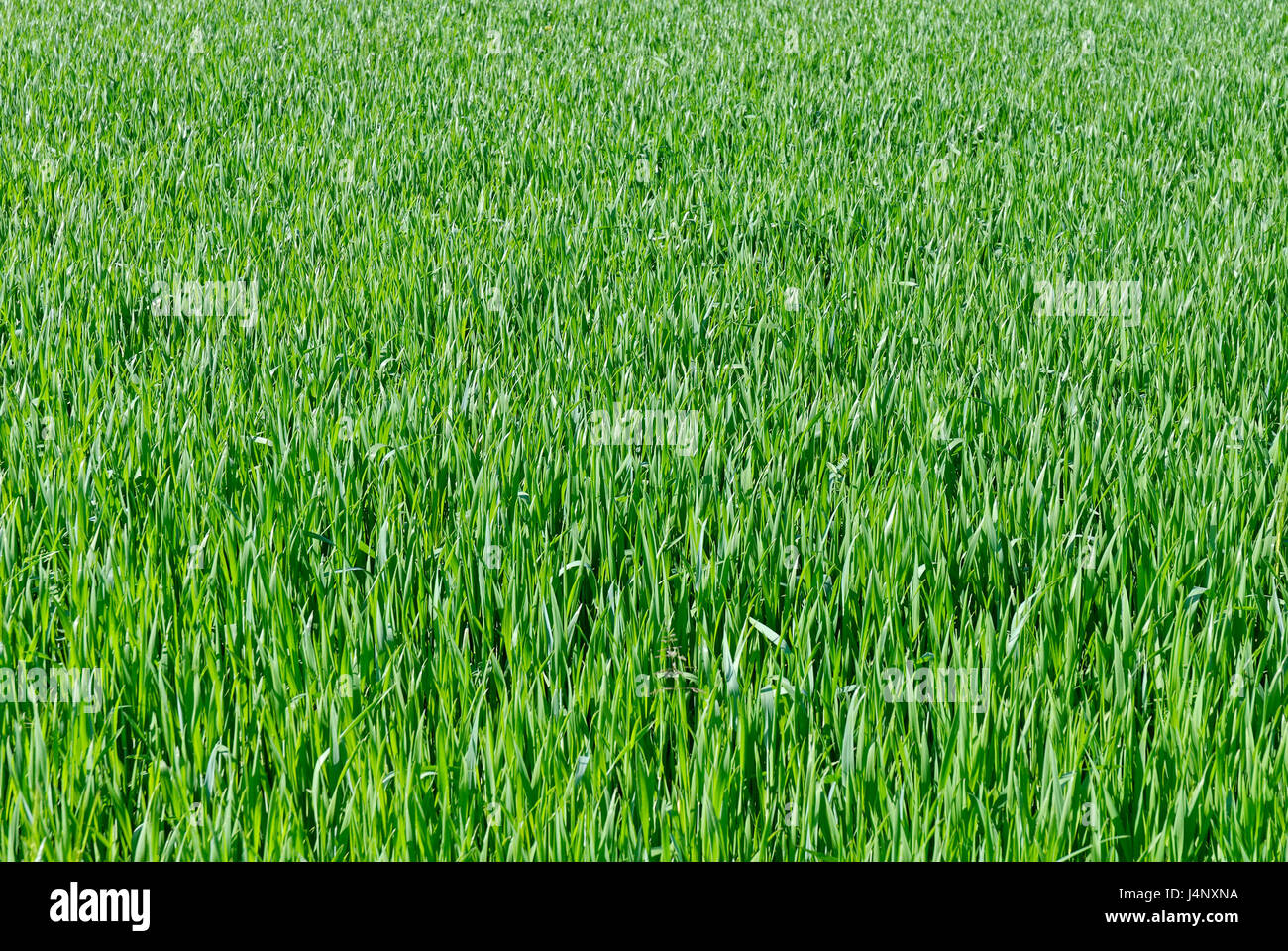 Sprouting wheat field hi-res stock photography and images - Alamy
