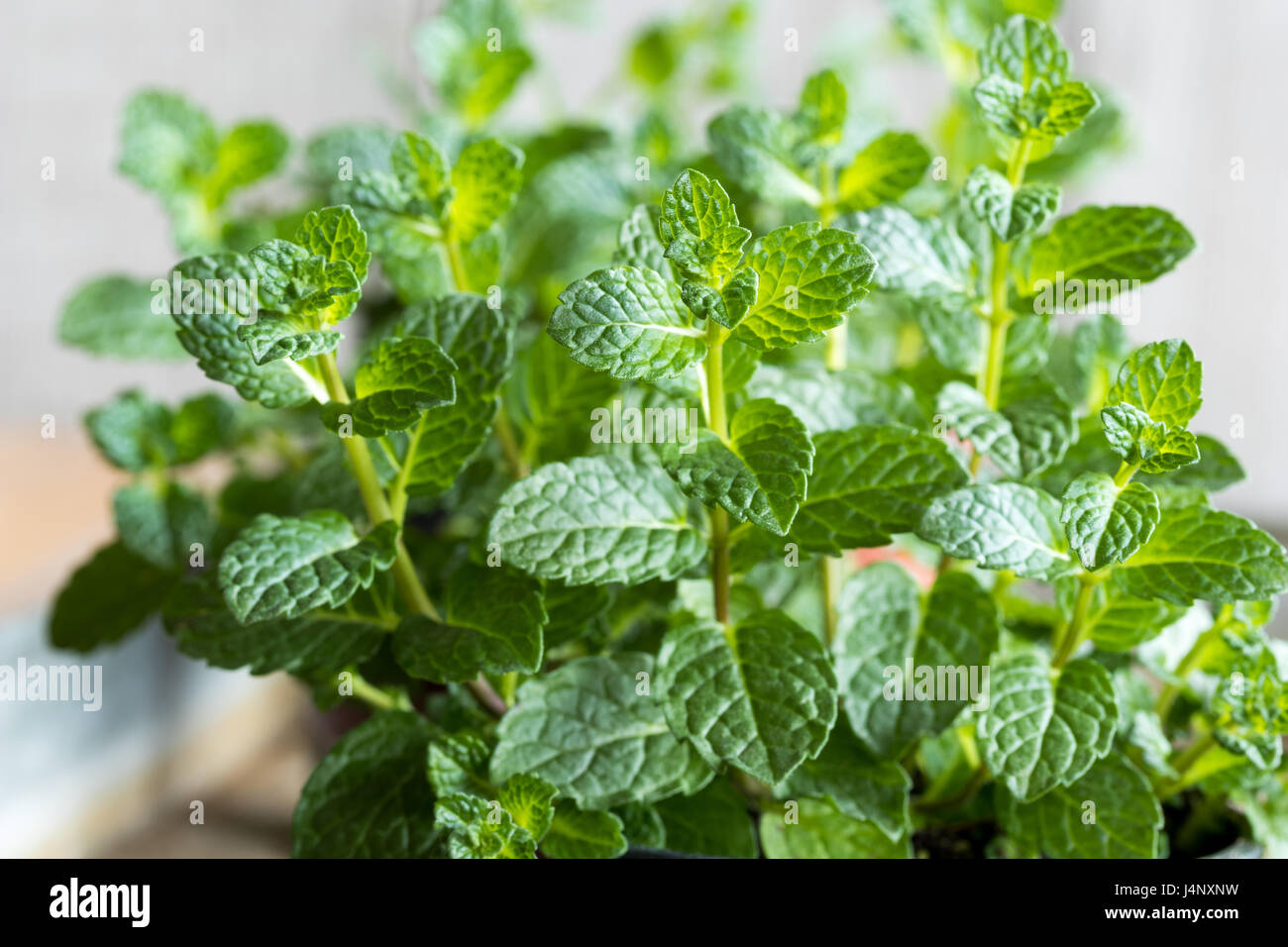 Young peppermint plants growing in a pot Stock Photo - Alamy