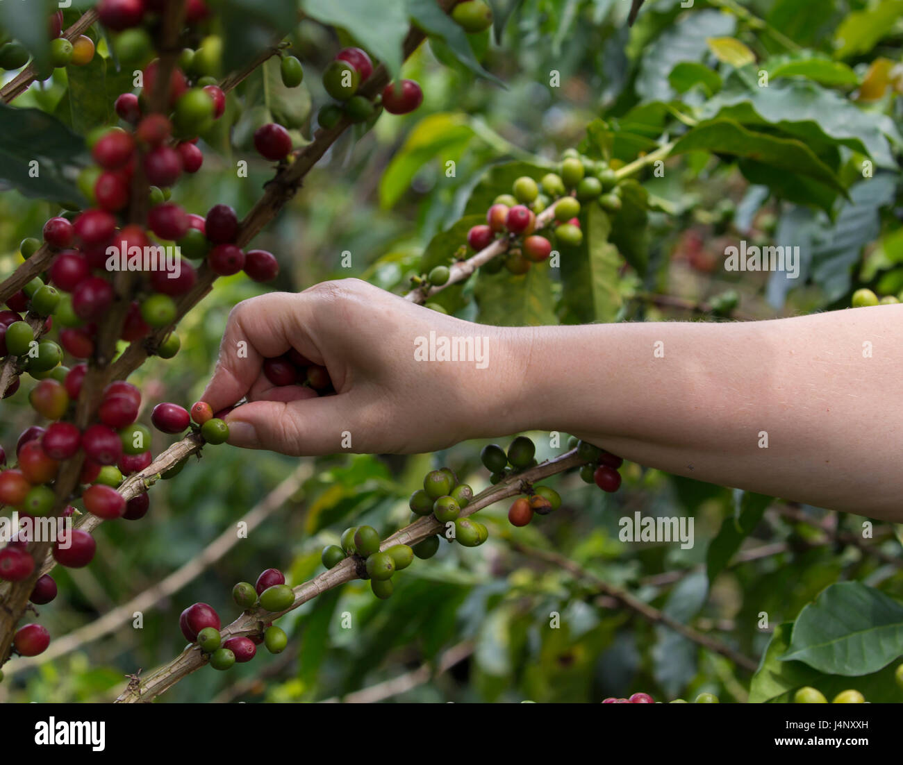 Macro coffee fruit hi-res stock photography and images - Alamy