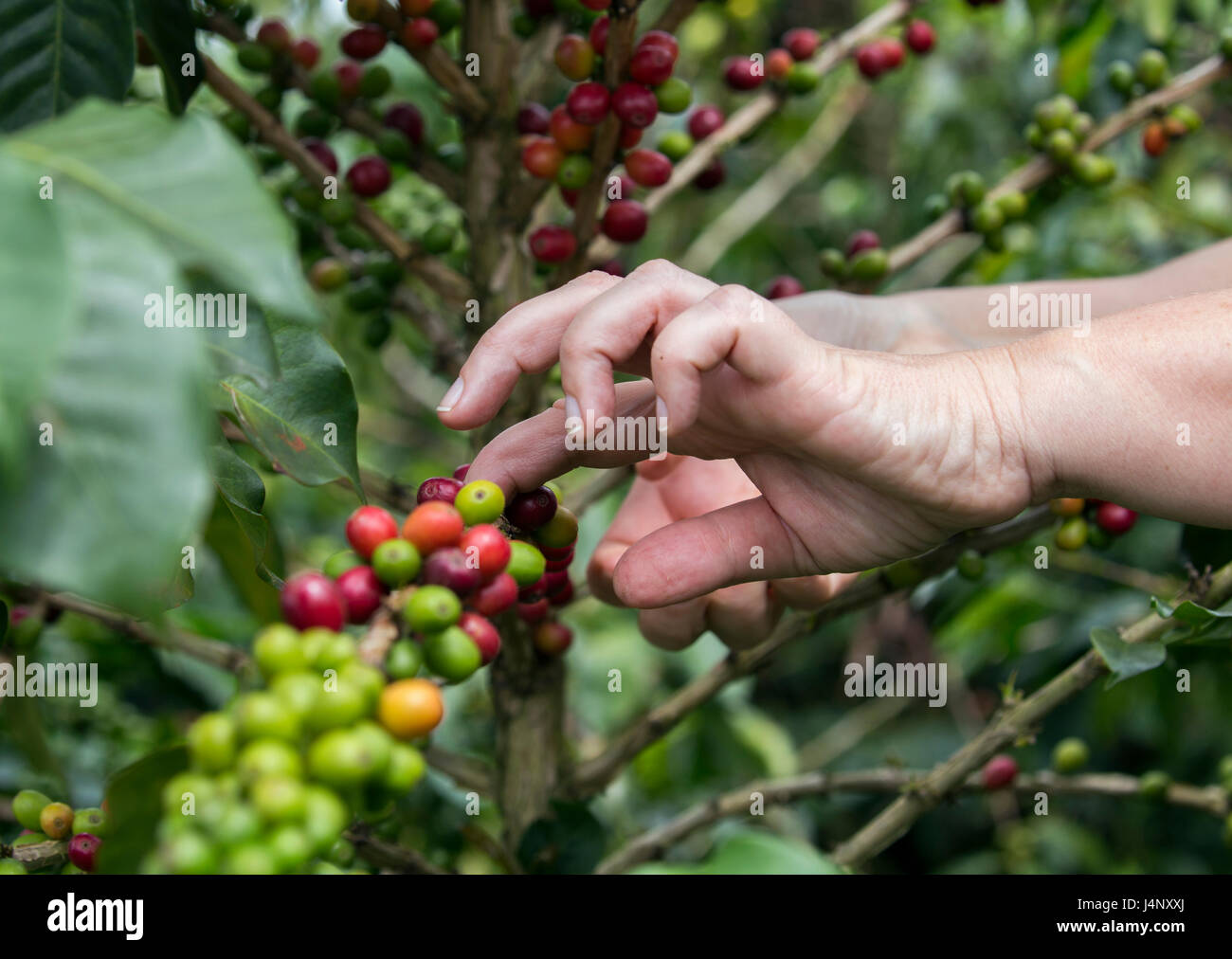 Robusta coffee plantation hi-res stock photography and images - Alamy