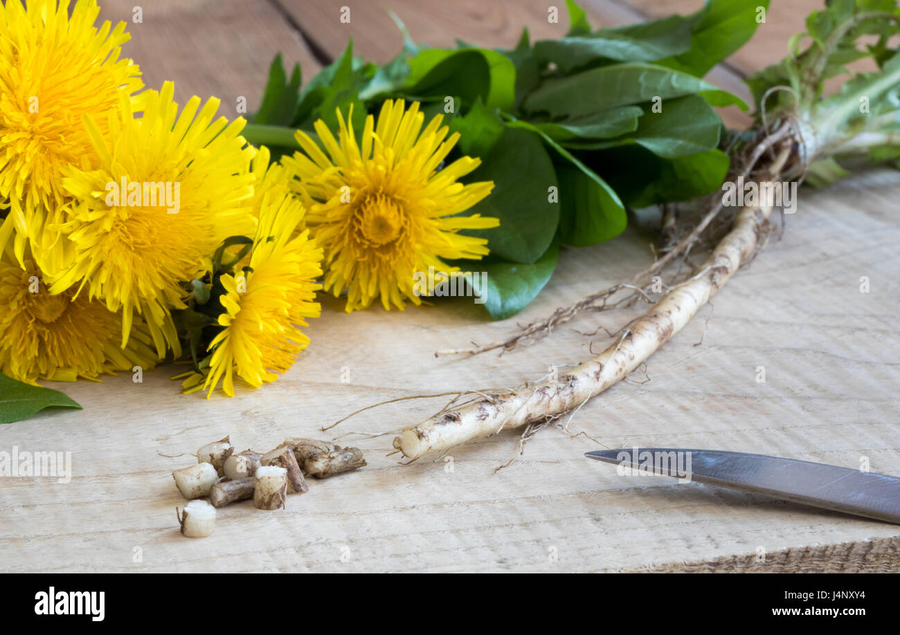 Dandelion root, with dandelion flowers and leaves in the background ...