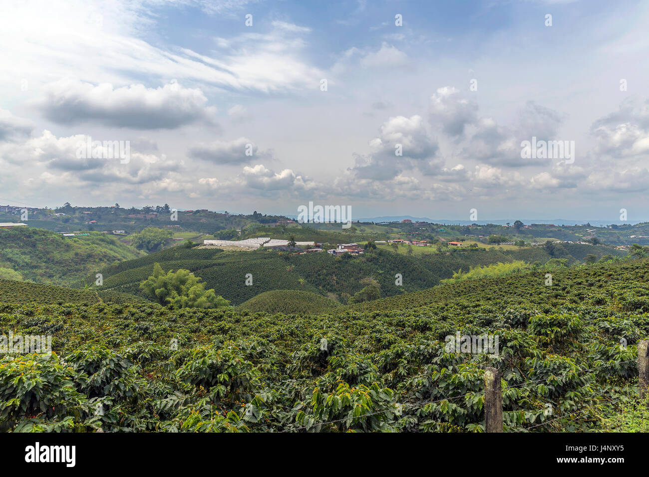 Colombia coffee plantation hi-res stock photography and images - Alamy