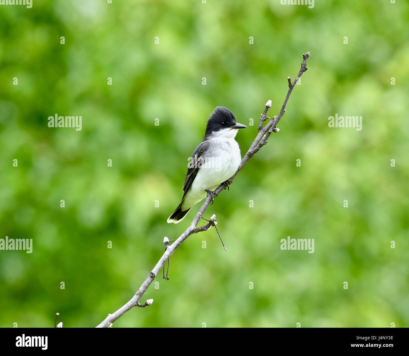 Tyrannus tyrannus hi-res stock photography and images - Alamy