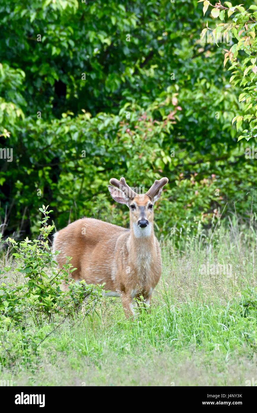 White tailed deer standing in hi-res stock photography and images - Alamy