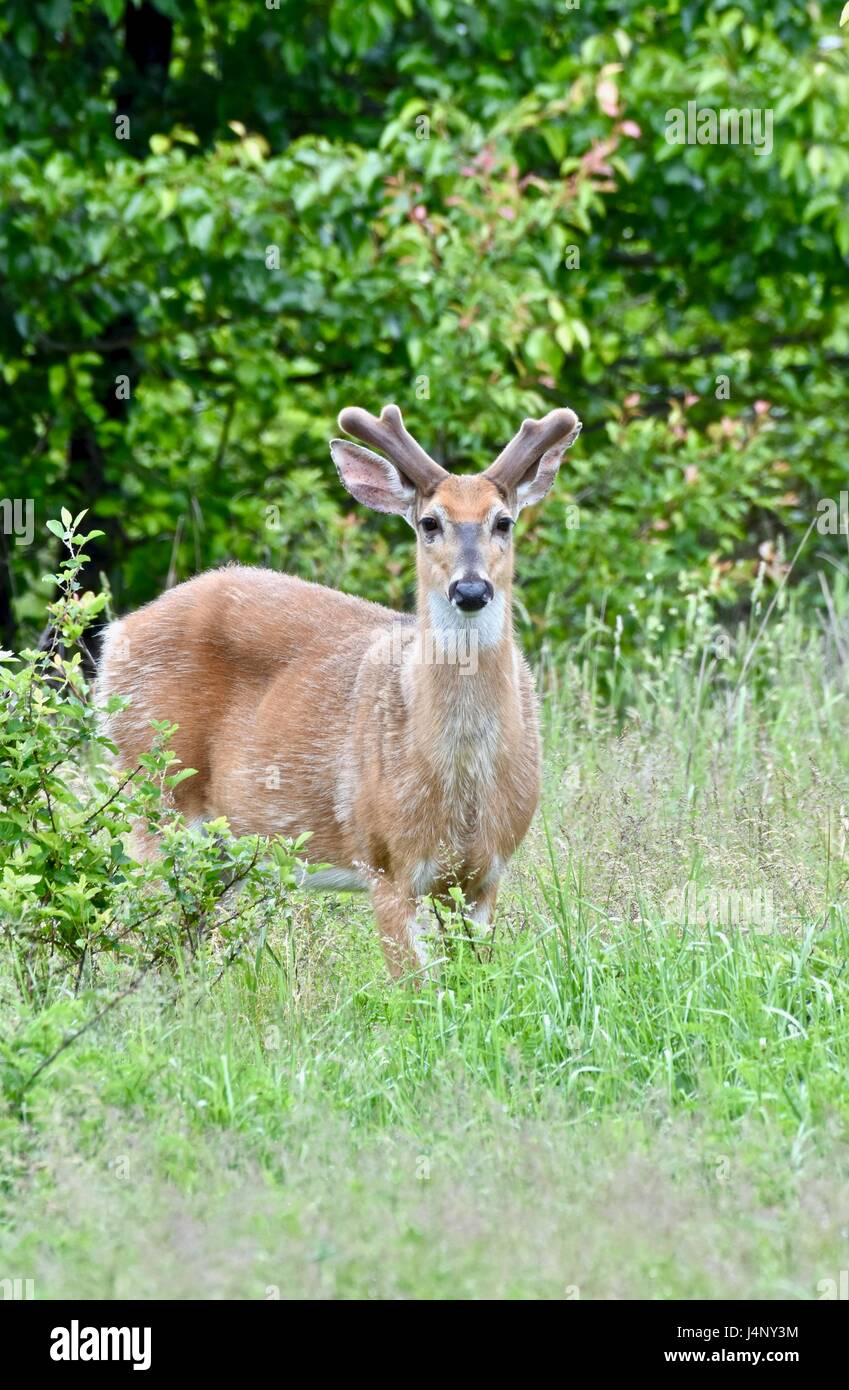 White-tailed deer (Odocoileus virginianus) or whitetail deer buck in ...