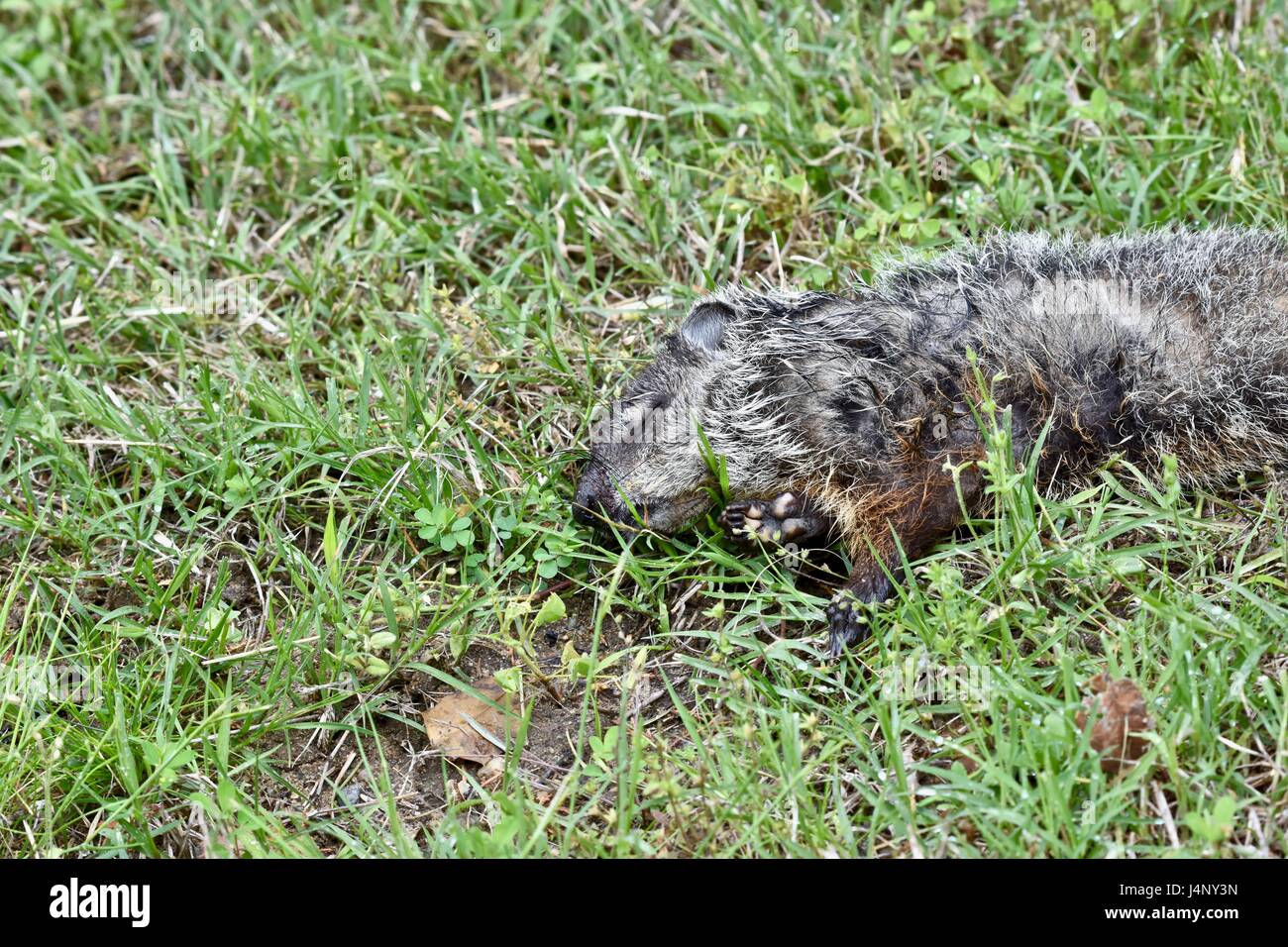 Dead groundhog hi-res stock photography and images - Alamy