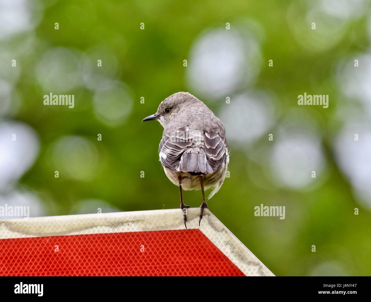Northern mockingbird (Mimus polyglottos) perched on a stop sign Stock ...