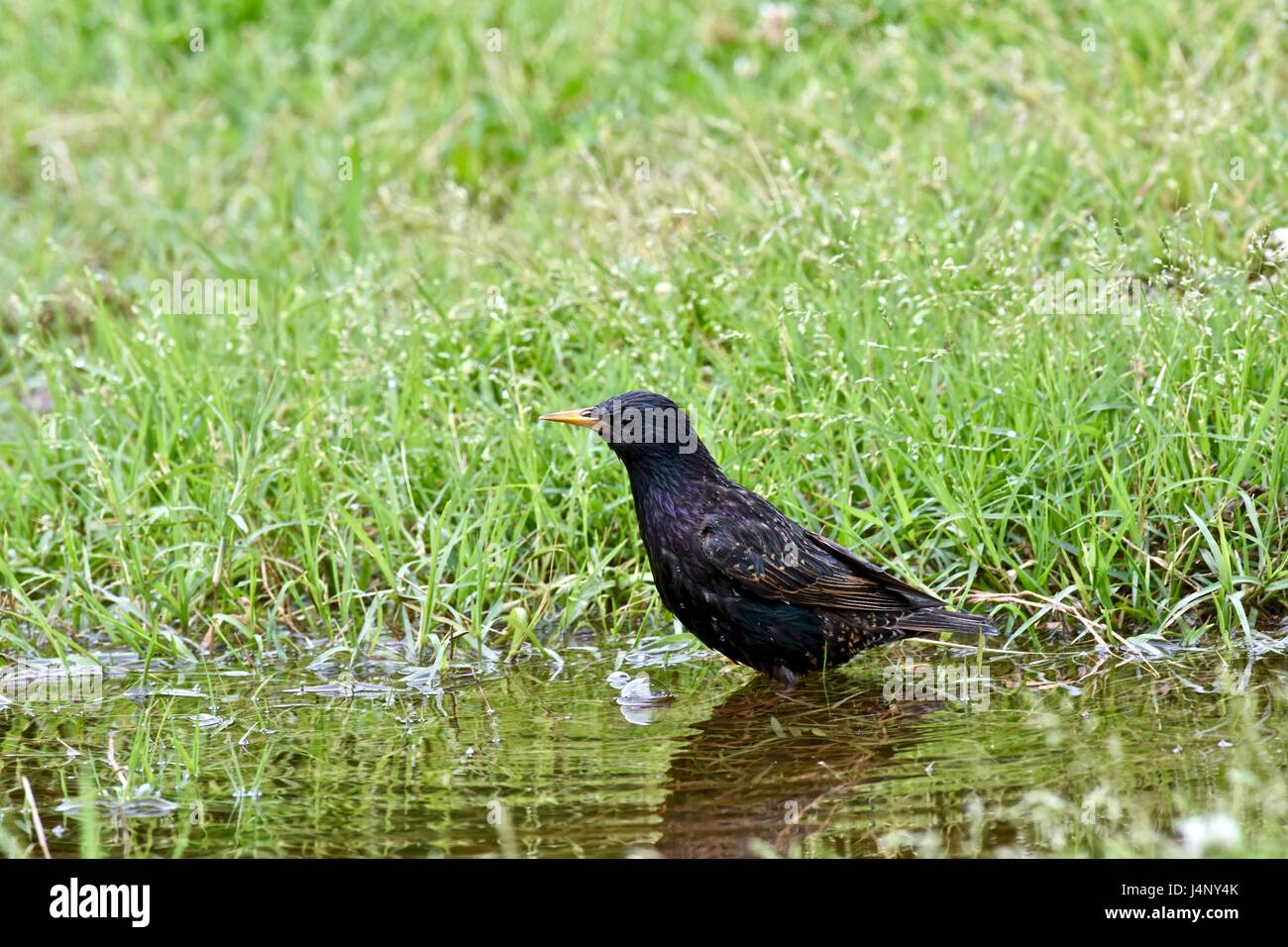 Bathing In A Rain Puddle High Resolution Stock Photography and Images ...