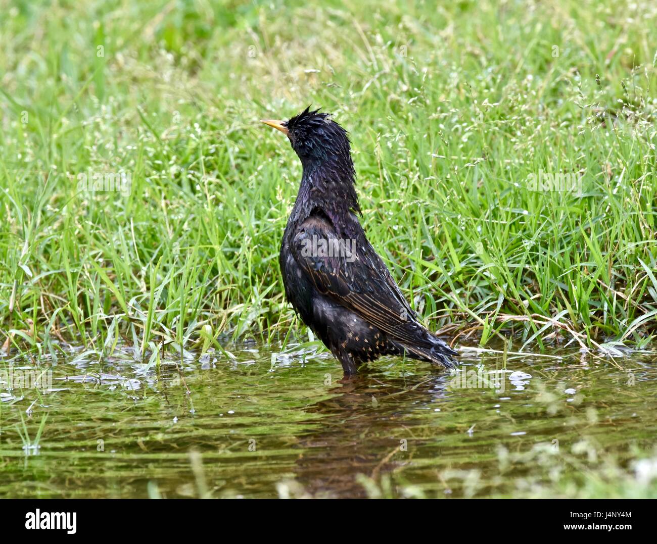 Bathing in a rain puddle hi-res stock photography and images - Alamy