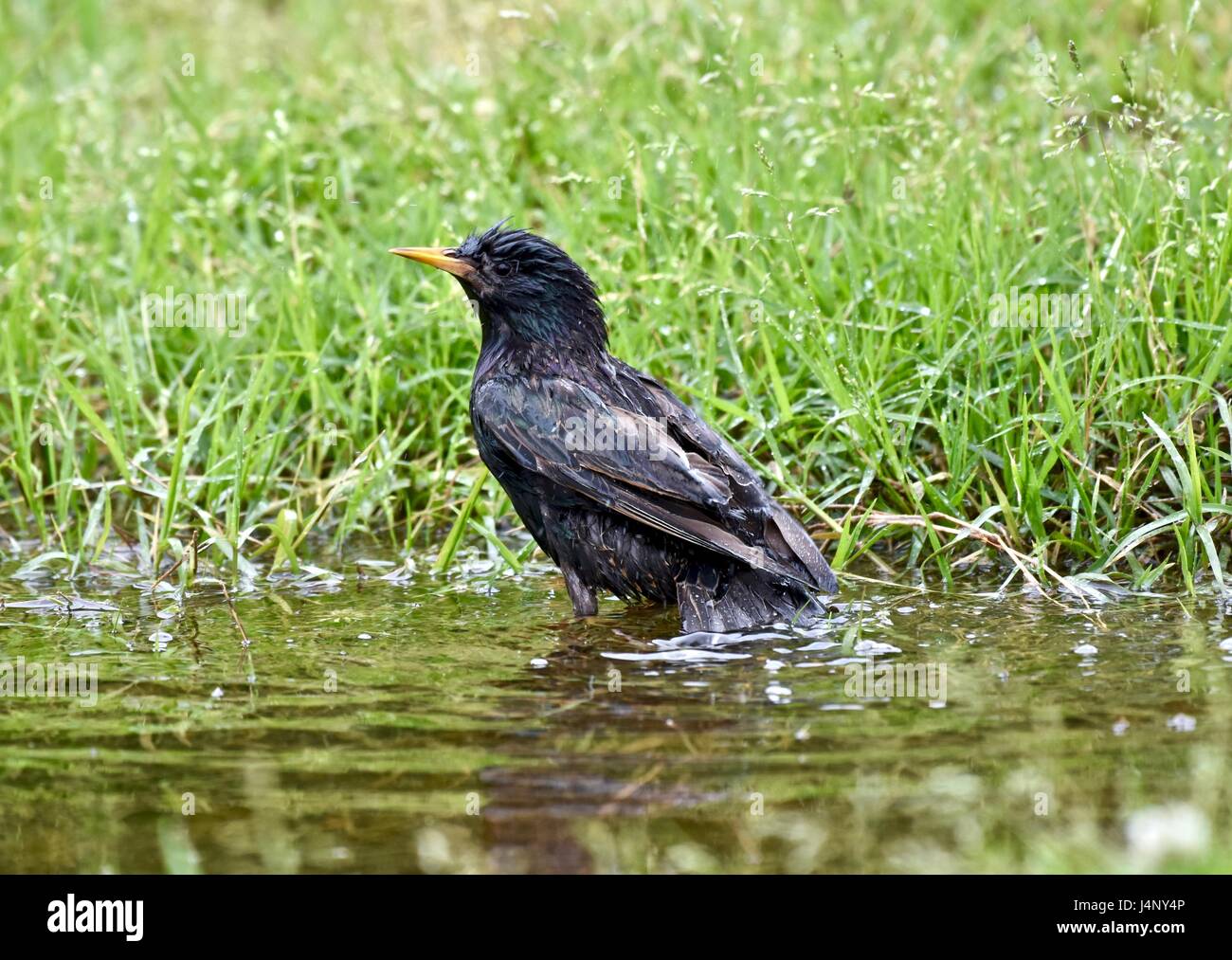 Bathing In A Rain Puddle High Resolution Stock Photography and Images ...