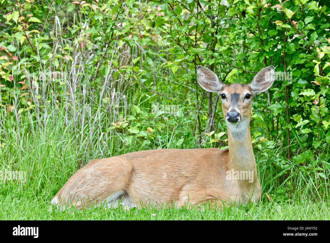 Pregnant doe hi-res stock photography and images - Alamy