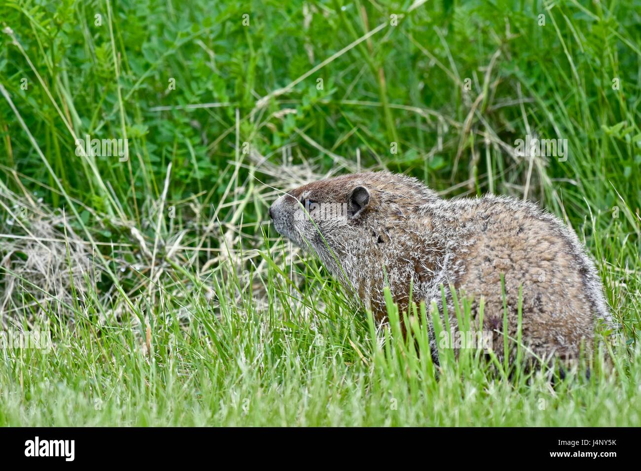 Groundhog (Marmota monax) also know as woodchuck in a grass field Stock ...