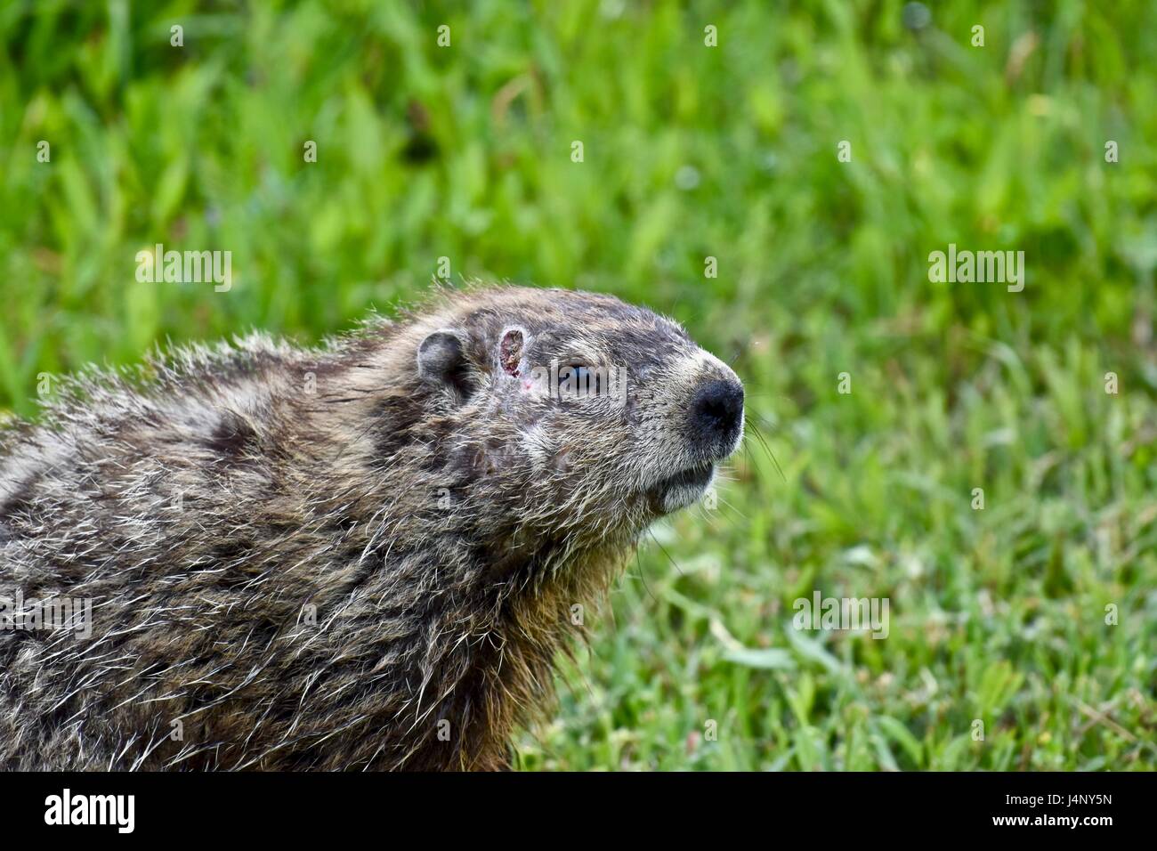 Groundhog (Marmota monax) also know as woodchuck in a grass field Stock ...