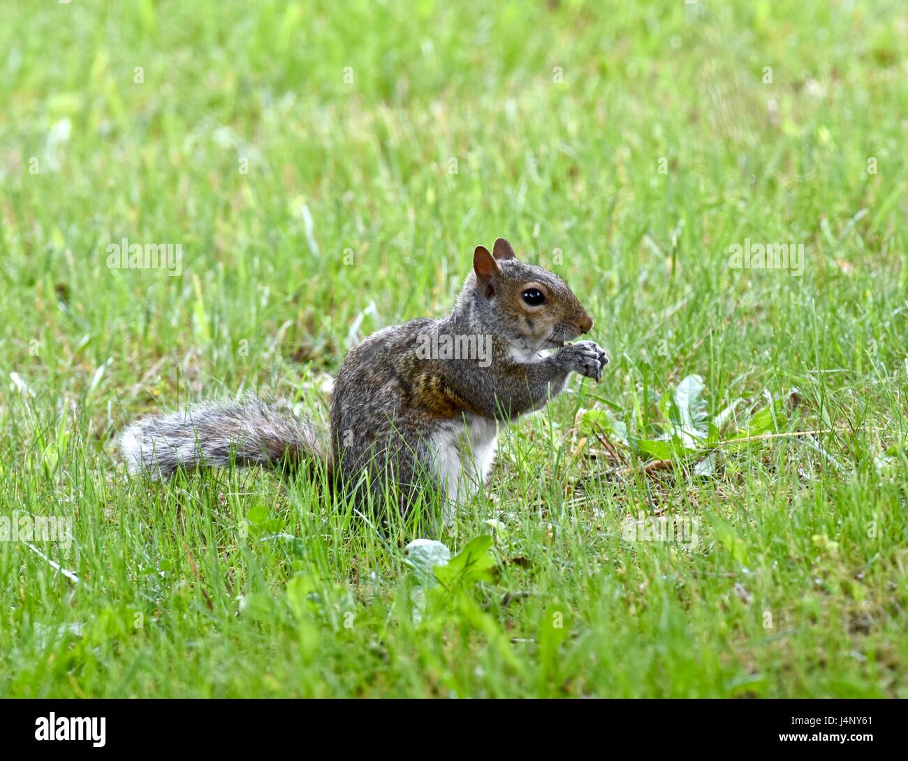 Eastern grey squirrel eating hi-res stock photography and images - Alamy