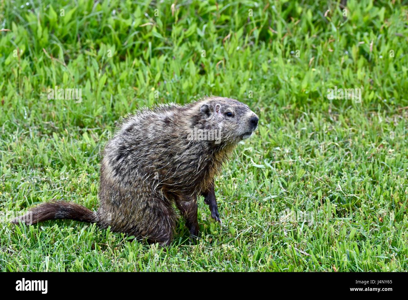 Groundhog (Marmota monax) also know as woodchuck in a grass field Stock ...