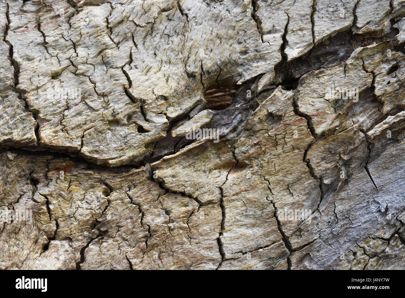 Dead redwood tree hi-res stock photography and images - Alamy
