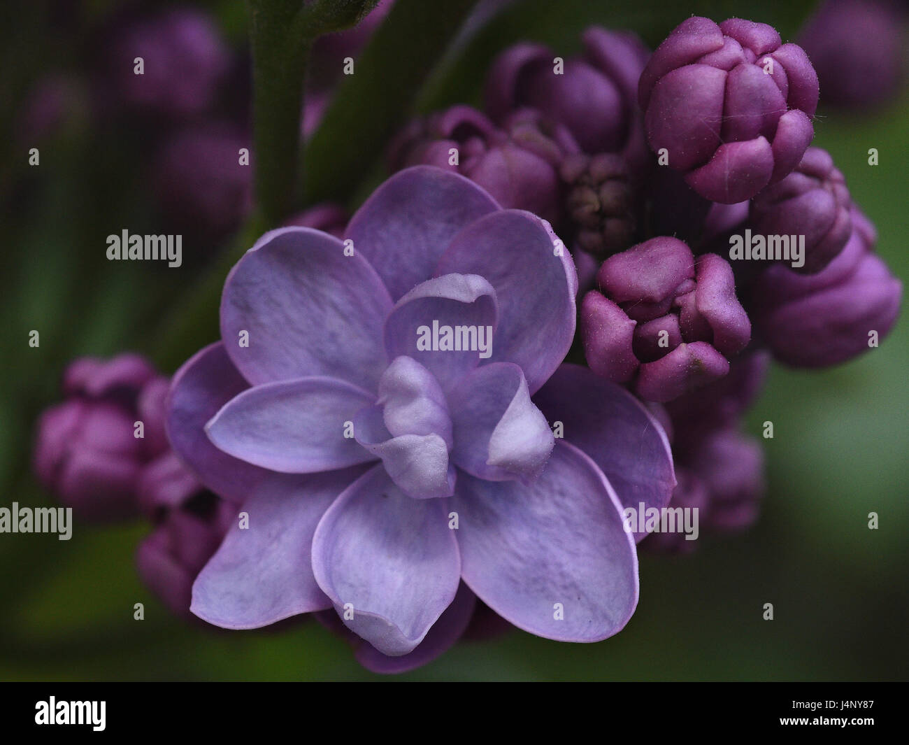 Macro small lilac flower in hi-res stock photography and images - Alamy