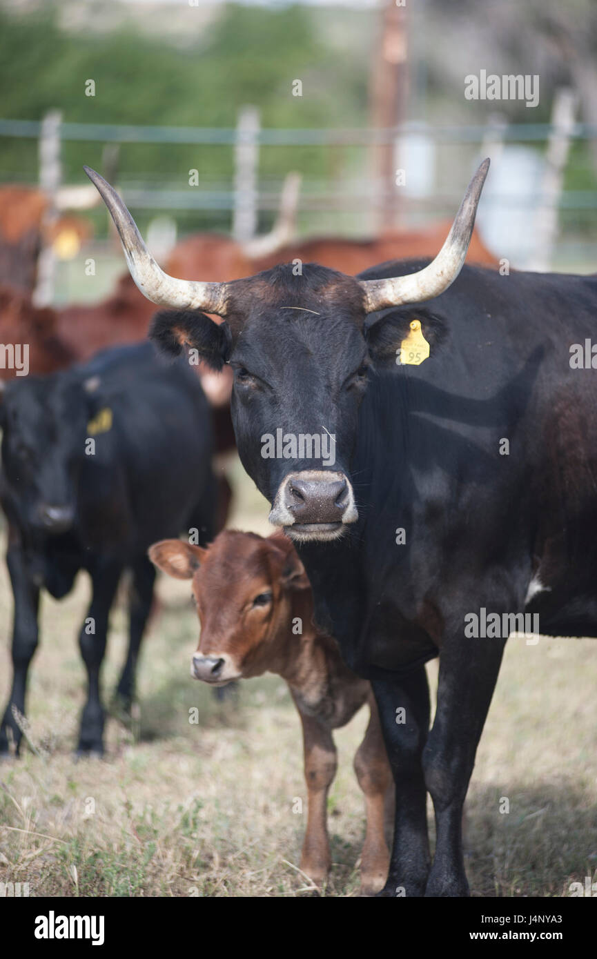 Cattle Round up and Calf Branding Stock Photo - Alamy