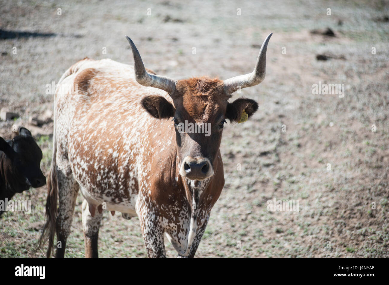 Branding cattle hi-res stock photography and images - Alamy