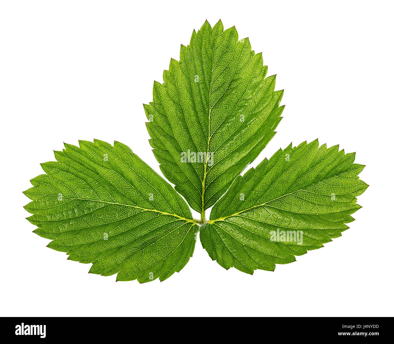 Strawberry leaf hi-res stock photography and images - Alamy