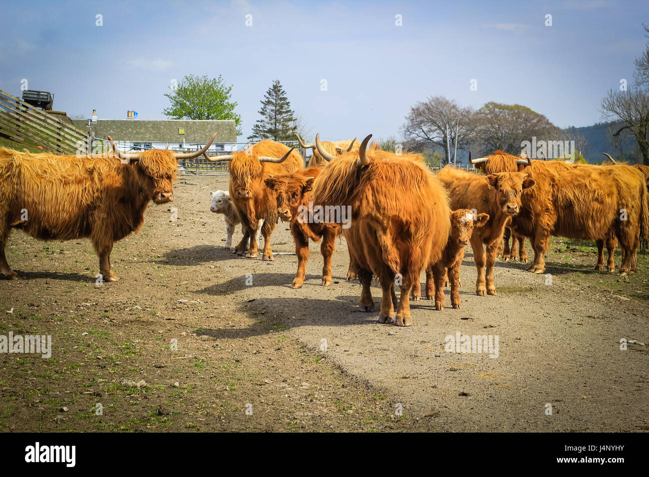 Long haired aberdeen angus cows hi-res stock photography and images - Alamy