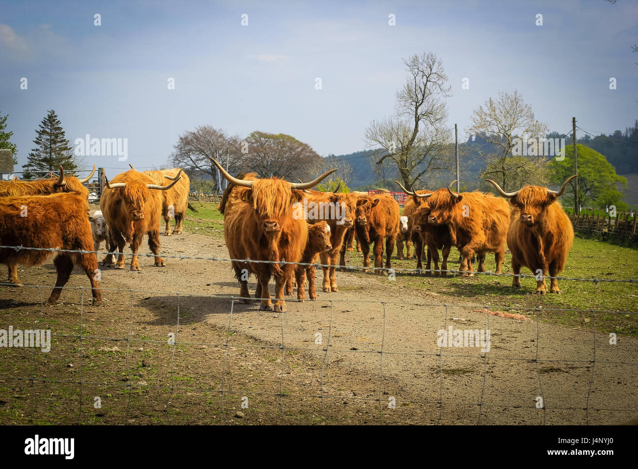 Long haired and horned Aberdeen Angus cows in a Scottish farm, Scotland ...