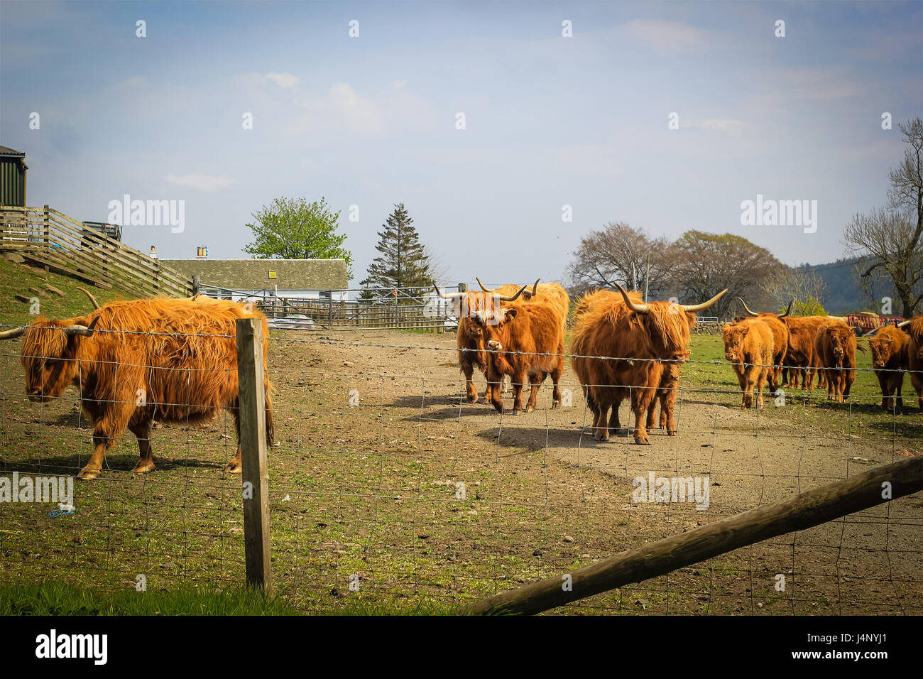 Long haired and horned Aberdeen Angus cows in a Scottish farm, Scotland ...