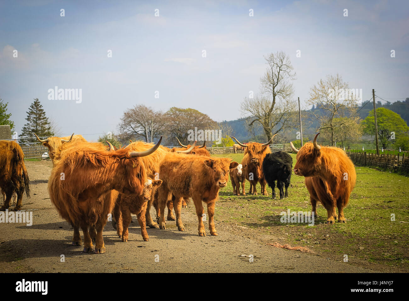 Long haired and horned Aberdeen Angus cows in a Scottish farm, Scotland ...