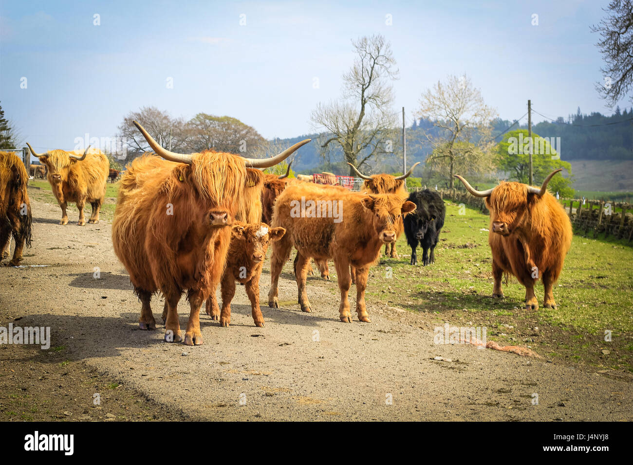 Long haired and horned Aberdeen Angus cows in a Scottish farm, Scotland ...