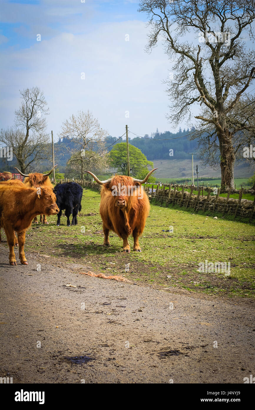Long haired and horned Aberdeen Angus cows in a Scottish farm, Scotland ...