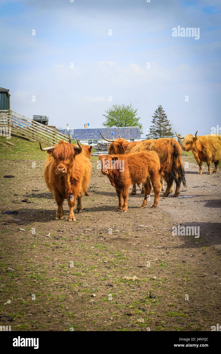 Highland cattle aberdeen angus hi-res stock photography and images - Alamy