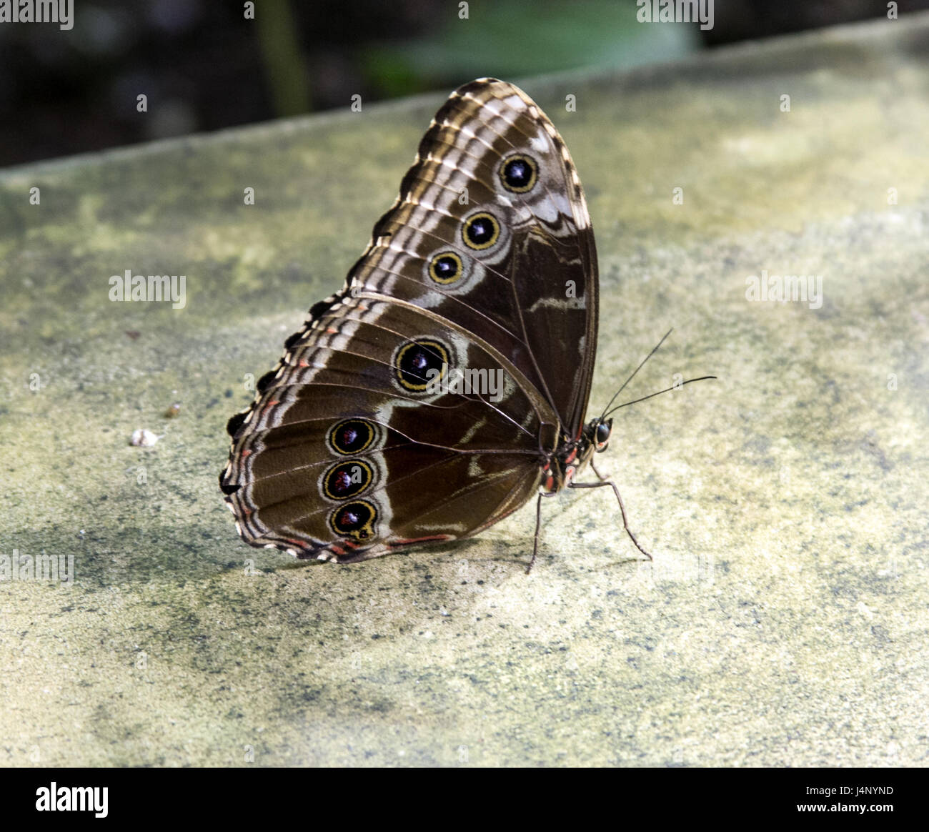 Butterfly owl hi-res stock photography and images - Alamy
