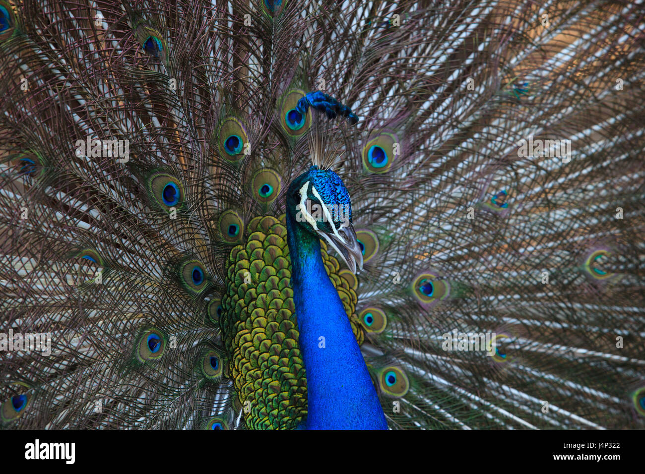 Gorgeous colorful male pheasant hi-res stock photography and images - Alamy