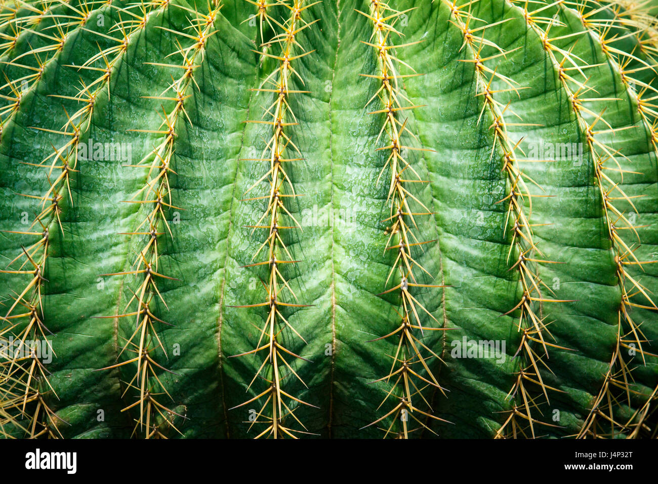 close up textured of cactus plant Stock Photo - Alamy