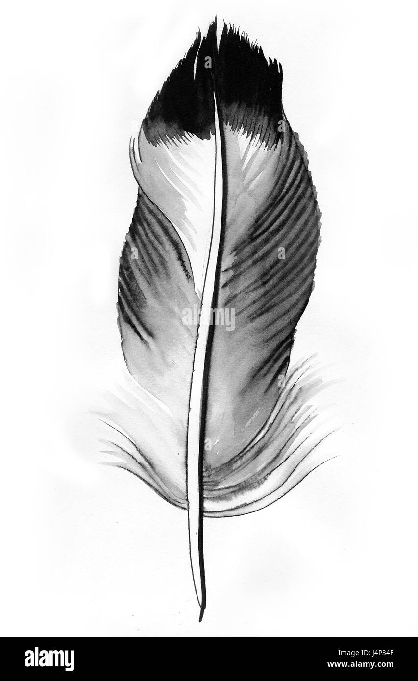 Black and grey feather Black and White Stock Photos & Images - Alamy