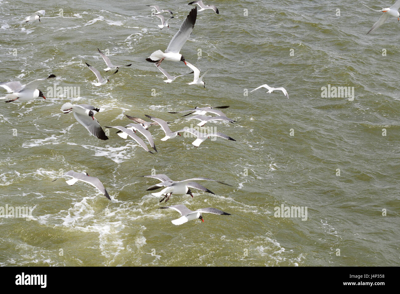 Flock gulls flying over sea hi-res stock photography and images - Alamy