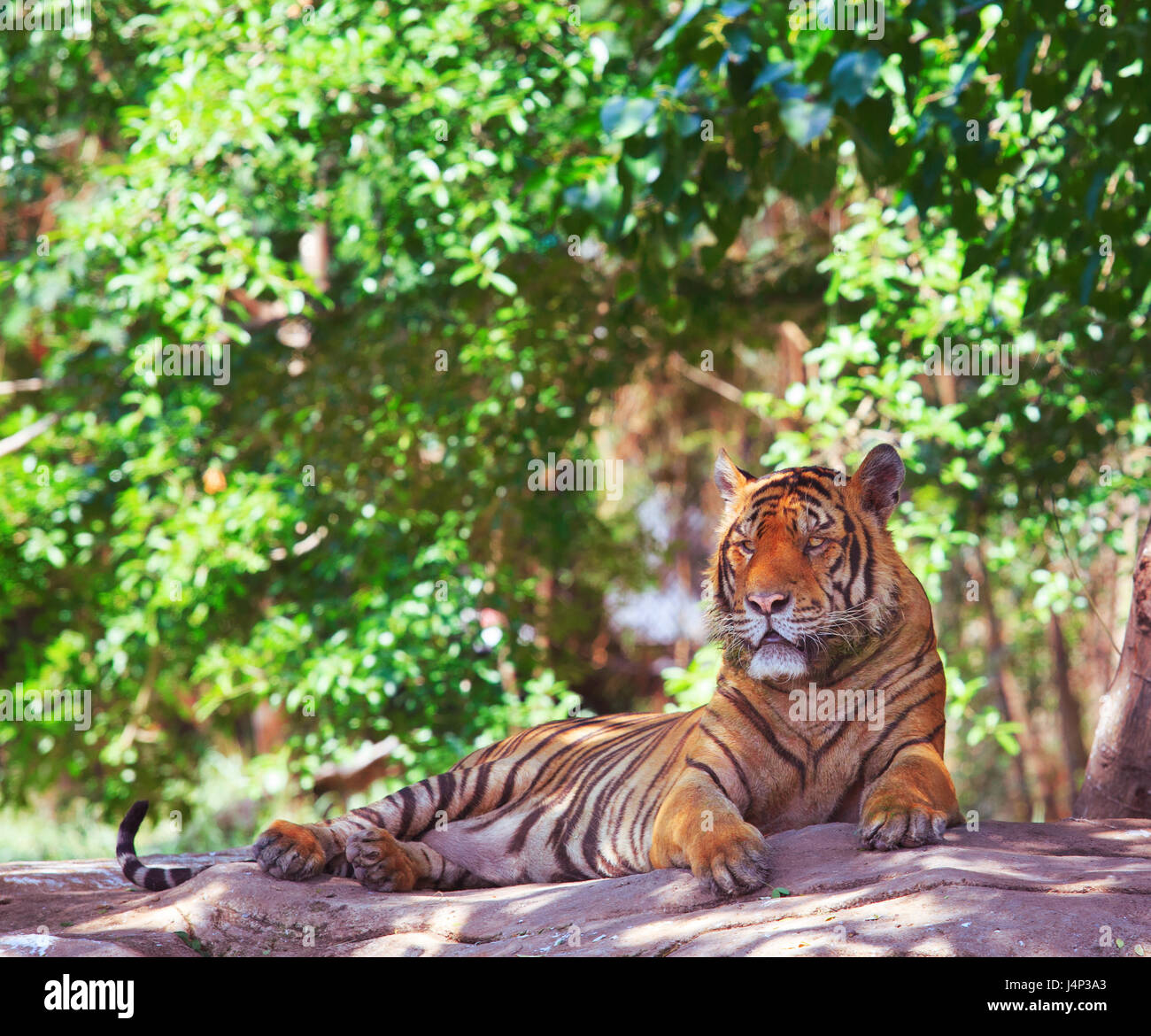 indochinese tiger lying on rock cliff Stock Photo - Alamy