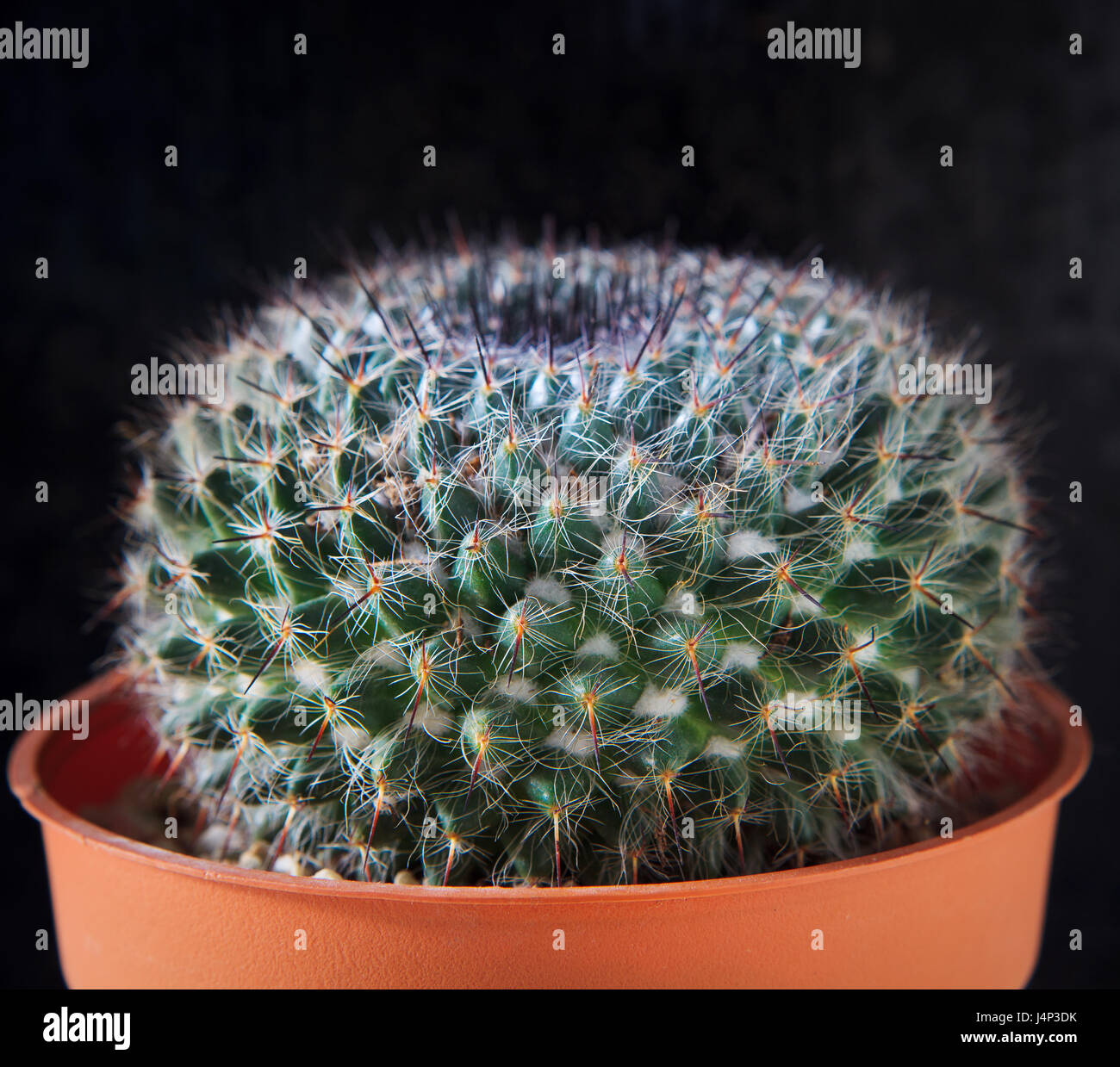 close up needles of succulents cactus plant in pot against dark ...