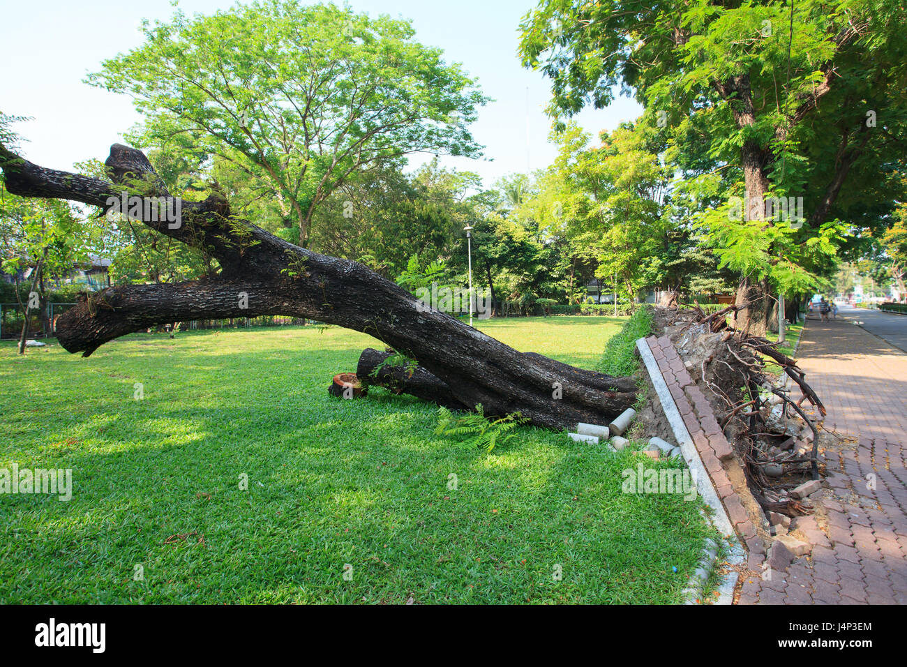 uprooted tree in park Stock Photo - Alamy