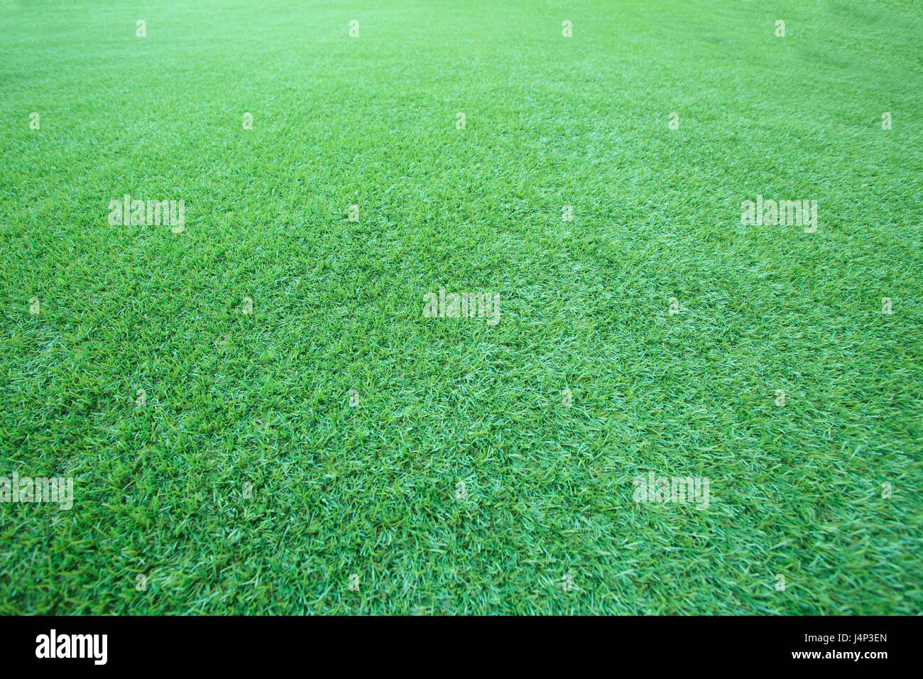 green grass floor use as natural background,backdrop and texture Stock ...