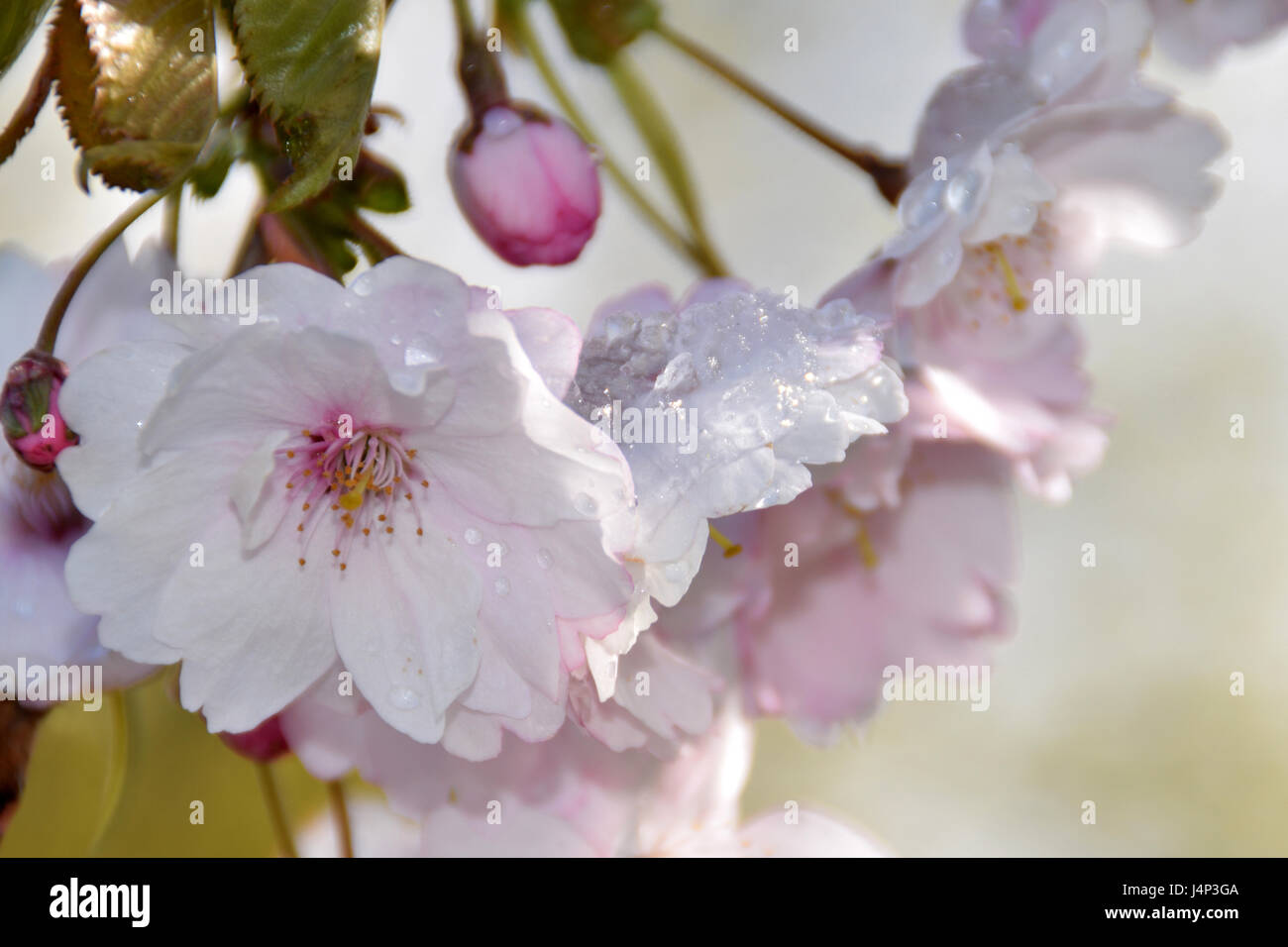 Melting snow on flower hi-res stock photography and images - Alamy